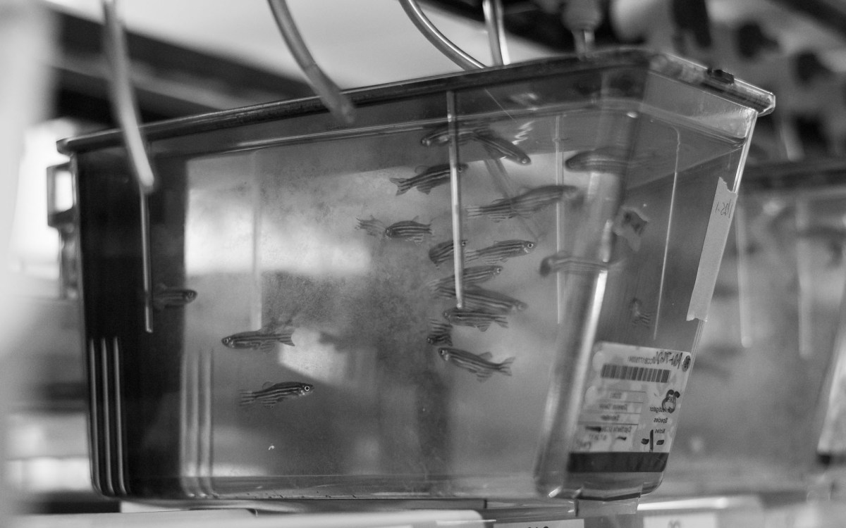 Publications – Gorelick Lab